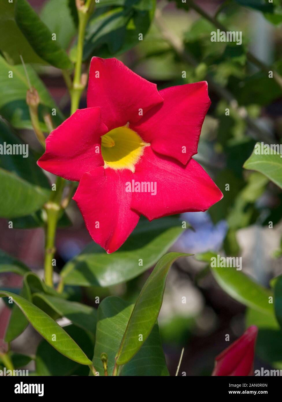 MANDEVILLA SCARLET PIMPERNEL Stock Photo - Alamy