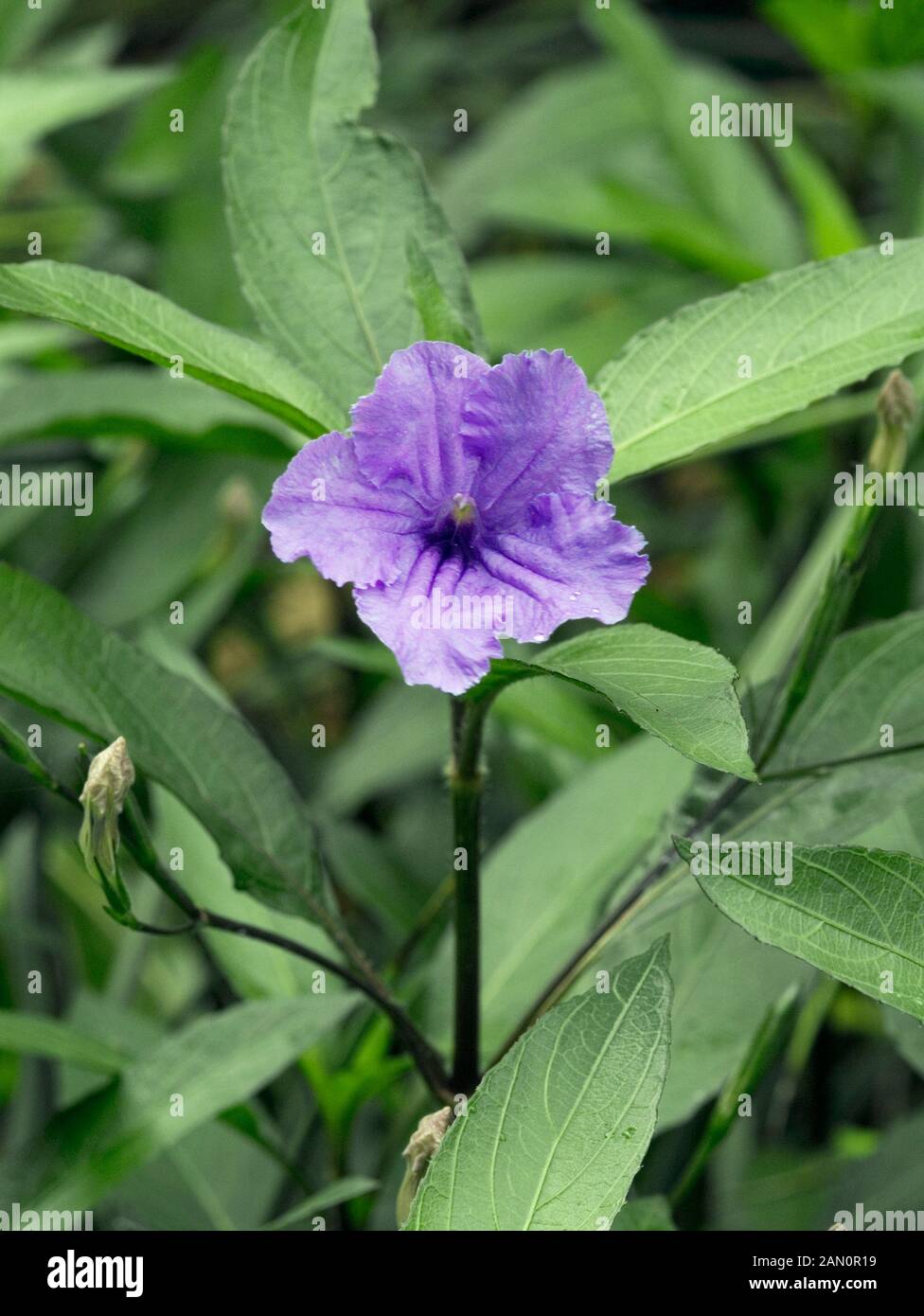Ruellia brittoniana hi-res stock photography and images - Alamy