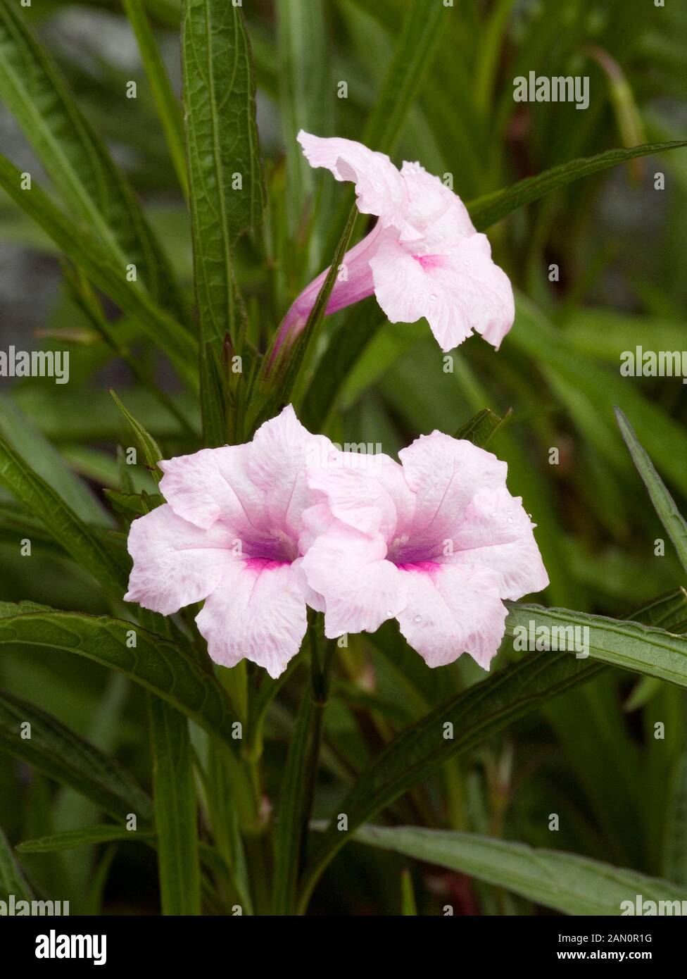 Ruellia brittoniana hi-res stock photography and images - Alamy