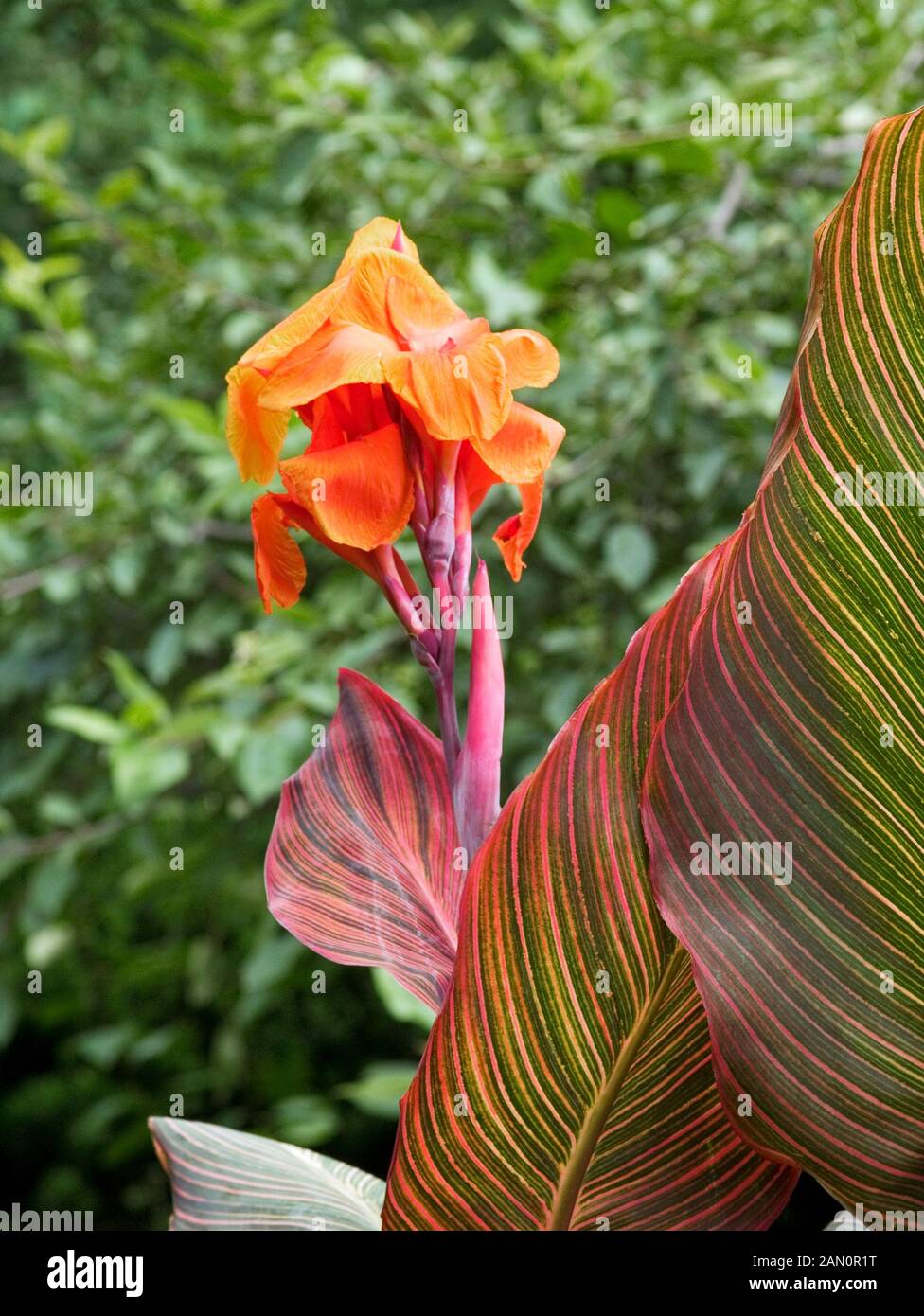 Canna tropicanna hi-res stock photography and images - Alamy