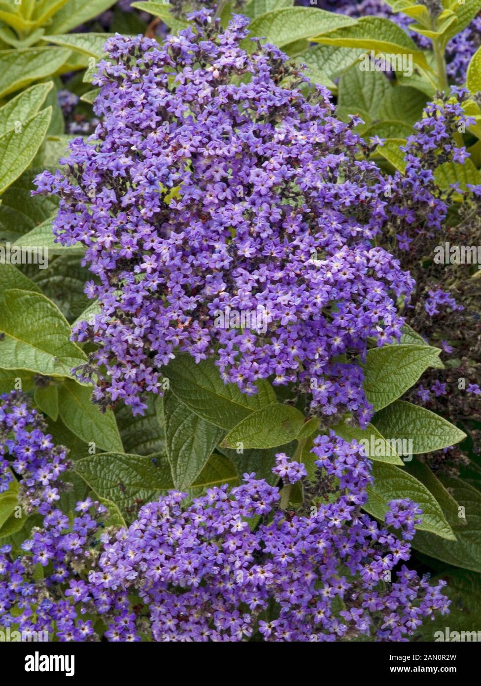Heliotropium arborescens hi-res stock photography and images - Alamy