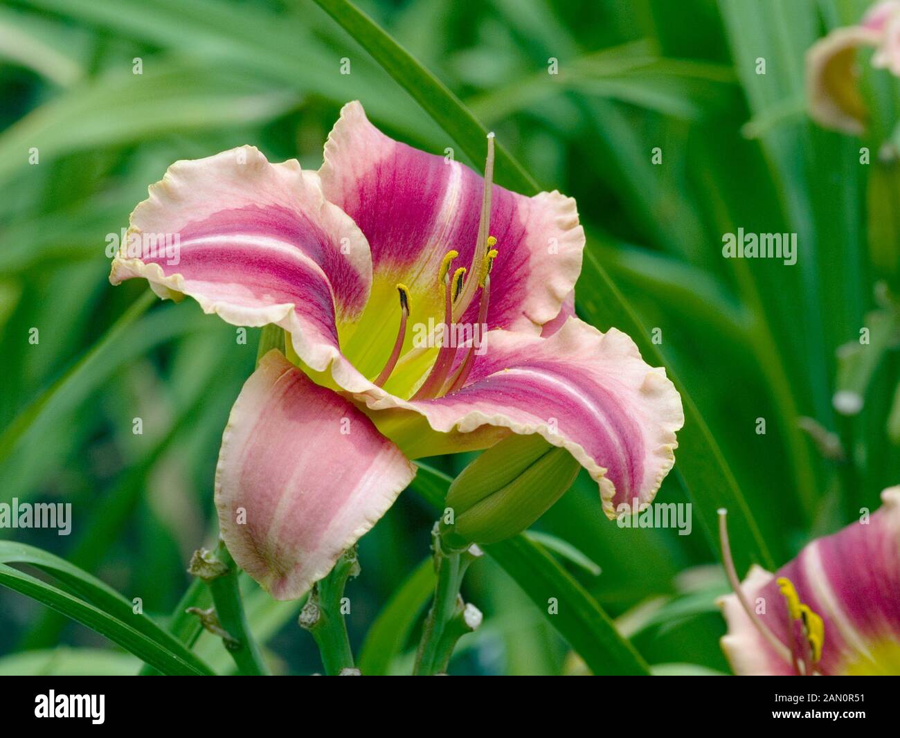 Mary stokes hi-res stock photography and images - Alamy