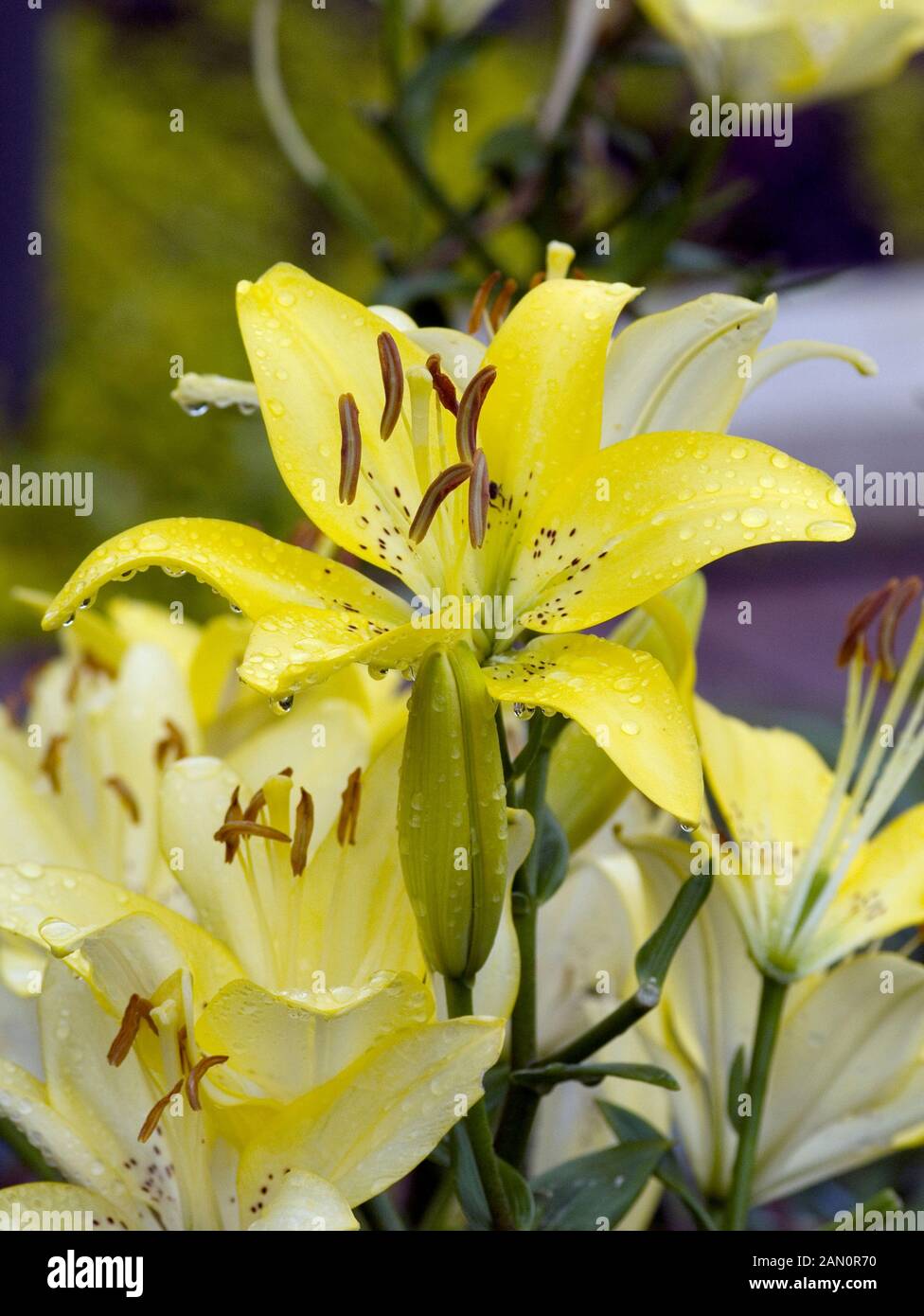 Aladdins hi-res stock photography and images - Alamy