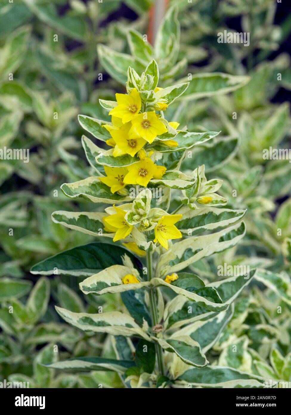 LYSIMACHIA PUNCTATA ALEXANDER Stock Photo - Alamy LYSIMACHIA PUNCTATA ALEXANDER Stock Photo - Alamy
