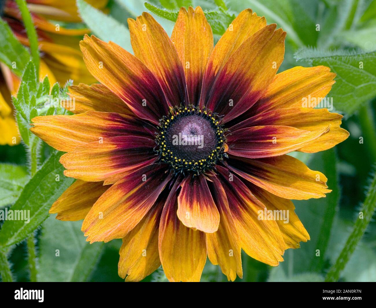 Rudbeckia Hirta Cherokee Sunset High Resolution Stock Photography and ...