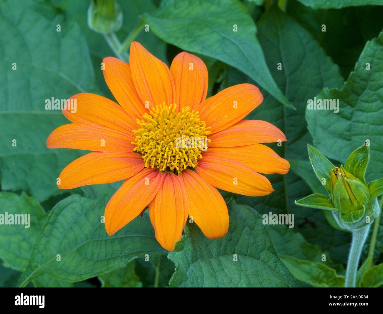 Tithonia close hi-res stock photography and images - Alamy