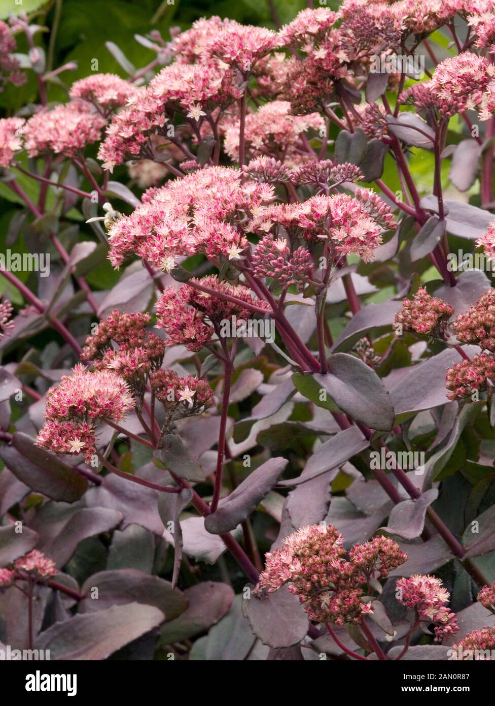 Sedum Purple Emperor High Resolution Stock Photography and Images - Alamy