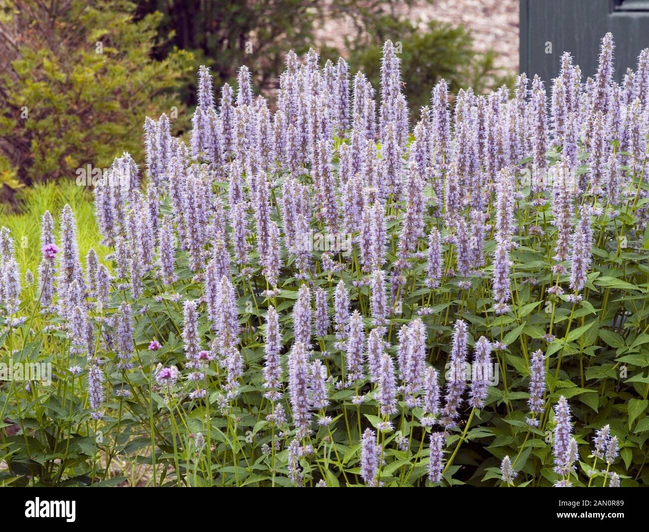 Agastache blue fortune hi-res stock photography and images - Alamy