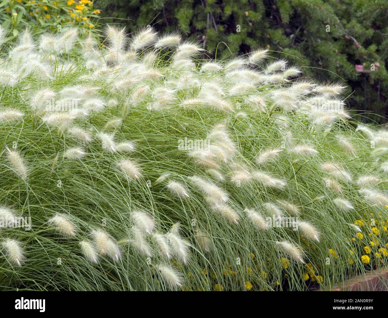 Feather top grass hi-res stock photography and images - Alamy