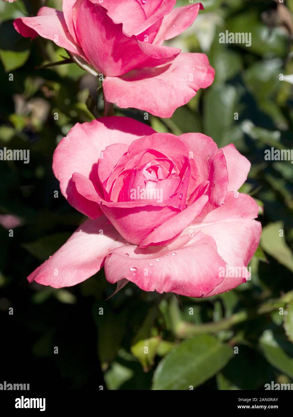 Grandmas rose hi-res stock photography and images - Alamy
