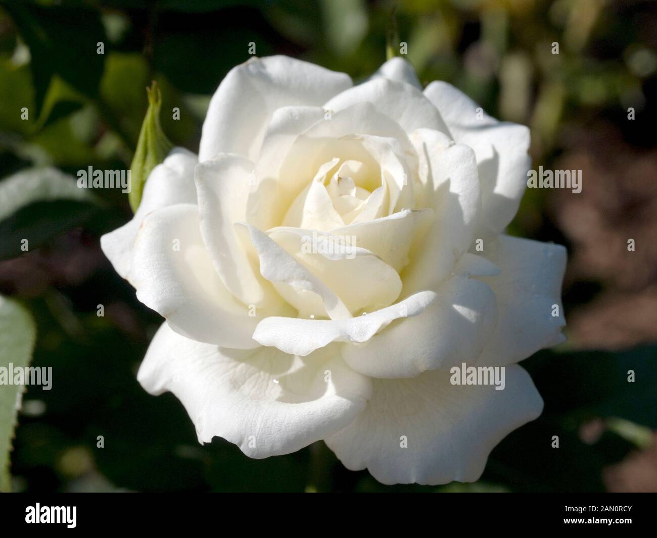 Moondance High Resolution Stock Photography and Images - Alamy