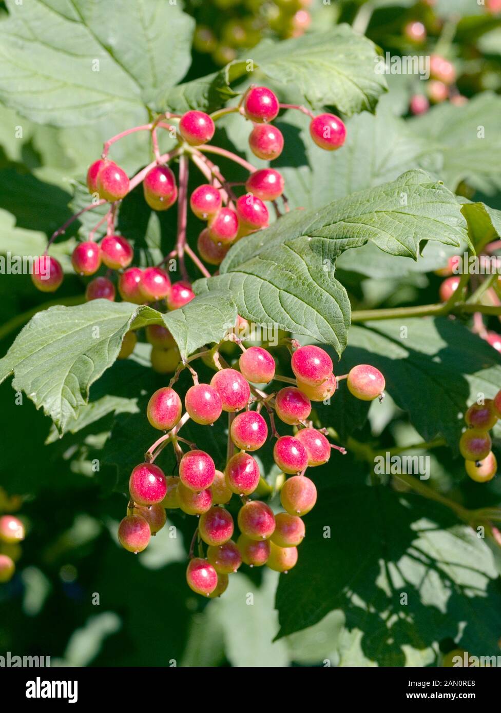 Viburnum trilobum hi-res stock photography and images - Alamy