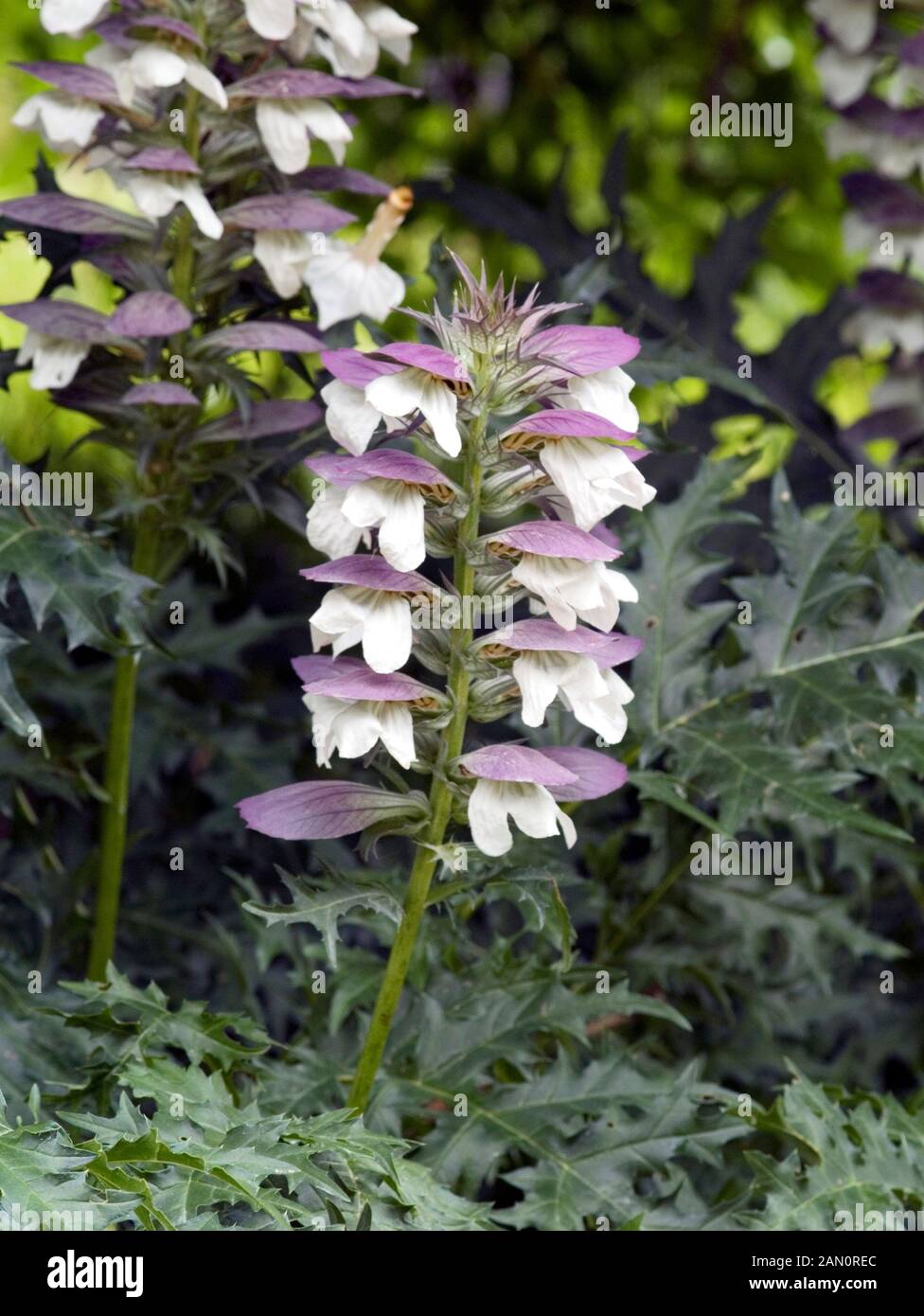 Acanthus thistle hi-res stock photography and images - Alamy