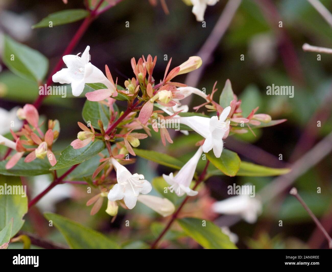 ABELIA GRANDIFLORA FLOWER Stock Photo - Alamy