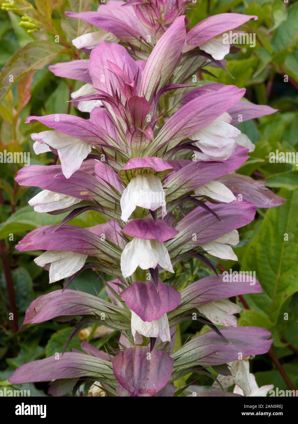 Acanthus spinosus hi-res stock photography and images - Alamy
