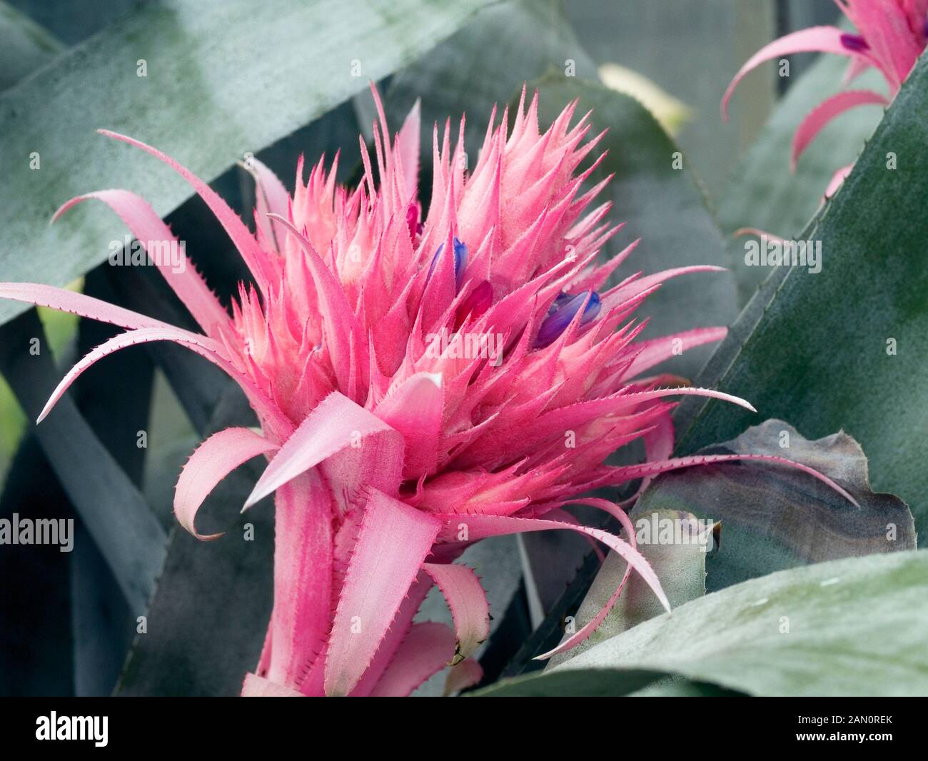 Aechmea fasciata indoor hi-res stock photography and images - Alamy