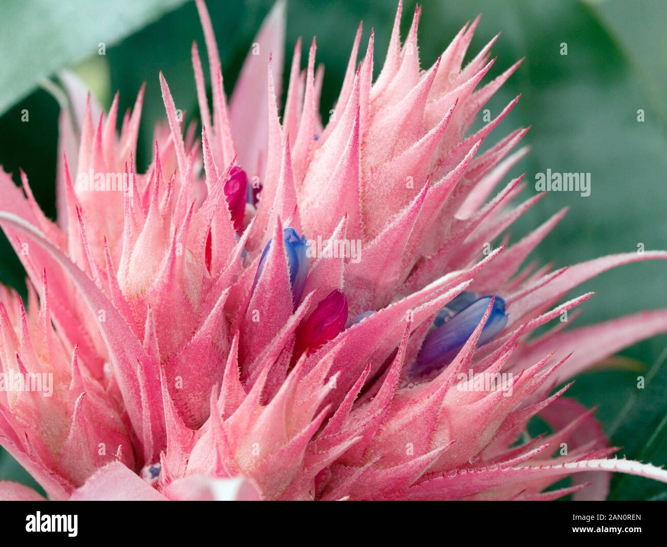 Aechmea fasciata bloom hi-res stock photography and images - Alamy