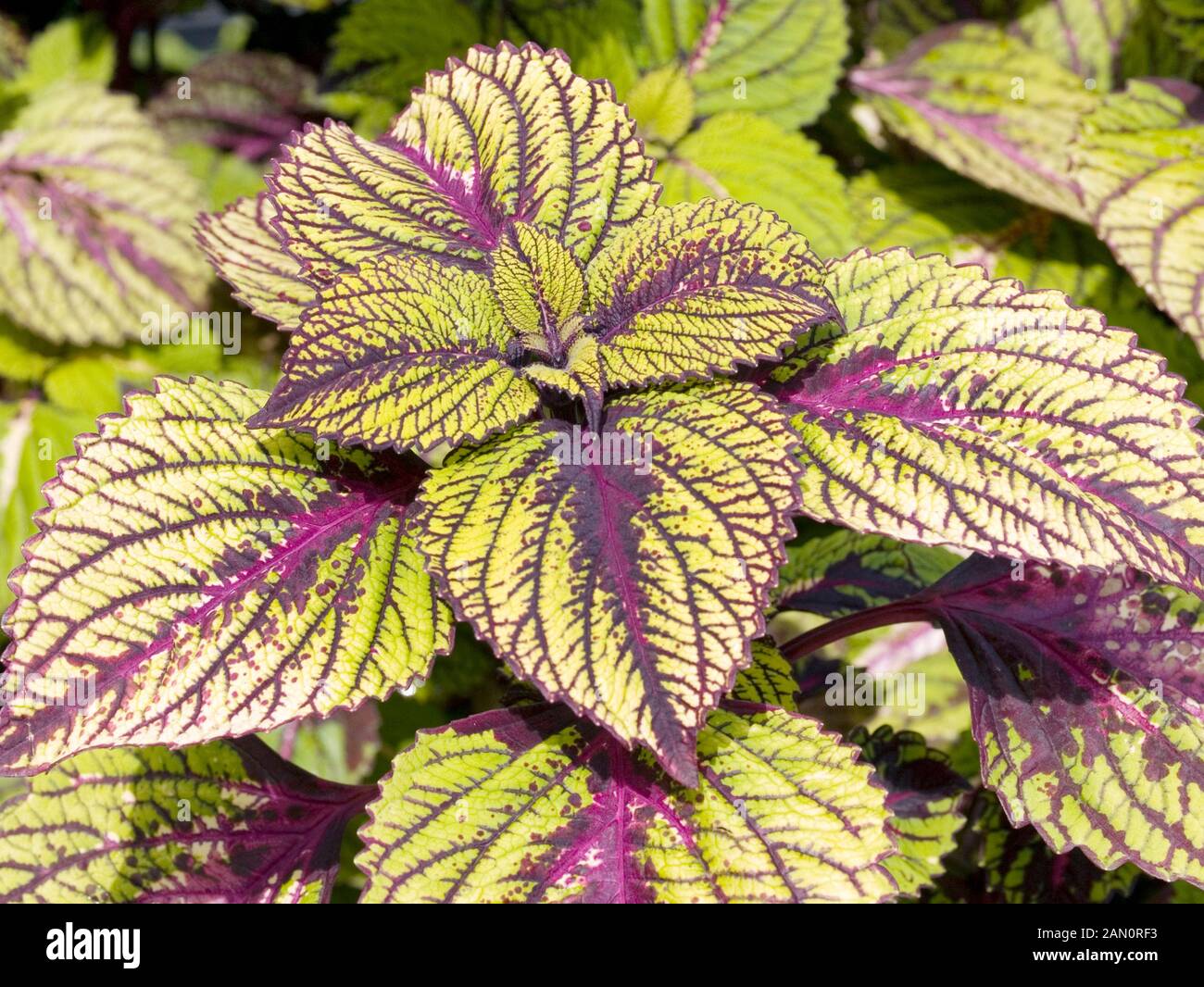 Colourful stockings hi-res stock photography and images - Alamy