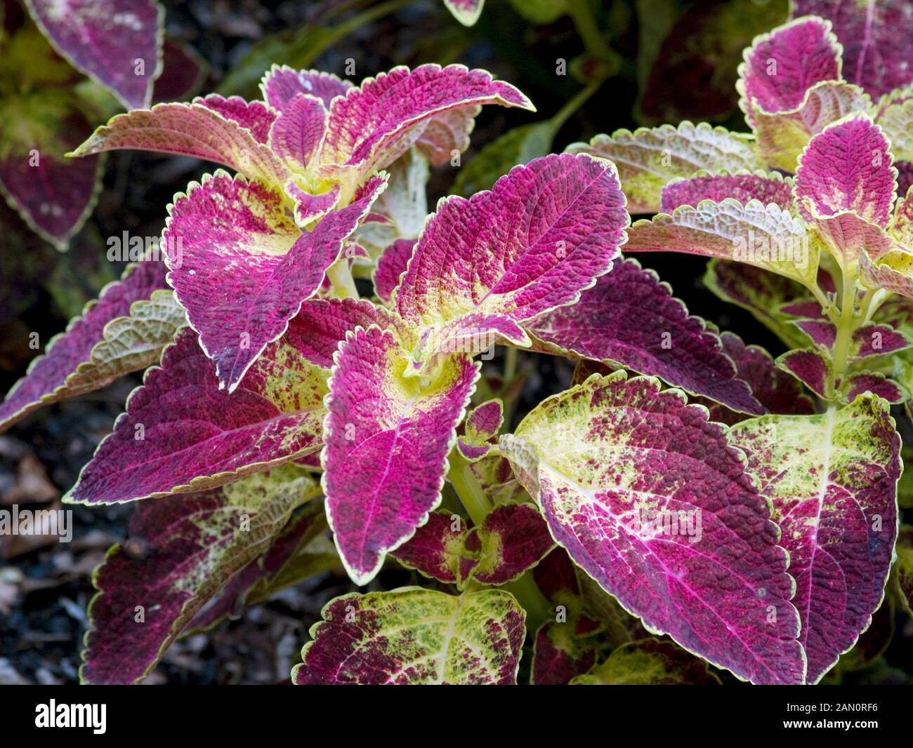 COLEUS DIPT IN WINE Stock Photo - Alamy