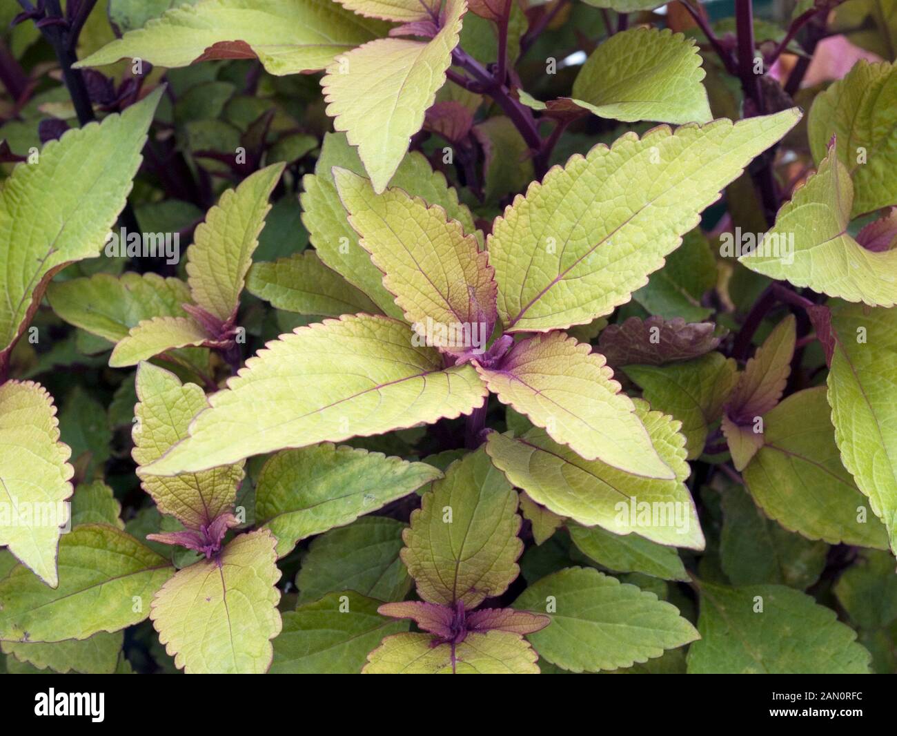 Pineapple prince hi-res stock photography and images - Alamy