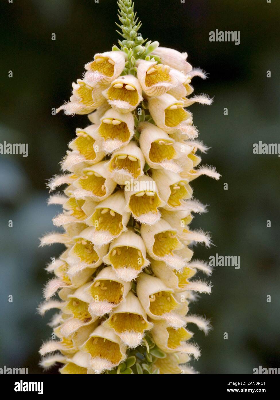 Digitalis ferruginea hi-res stock photography and images - Alamy
