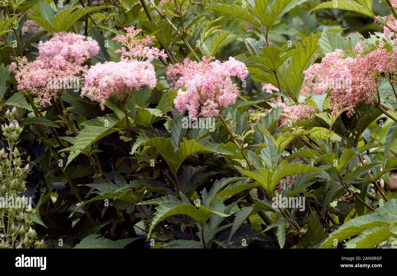 Filipendula rubra hi-res stock photography and images - Alamy