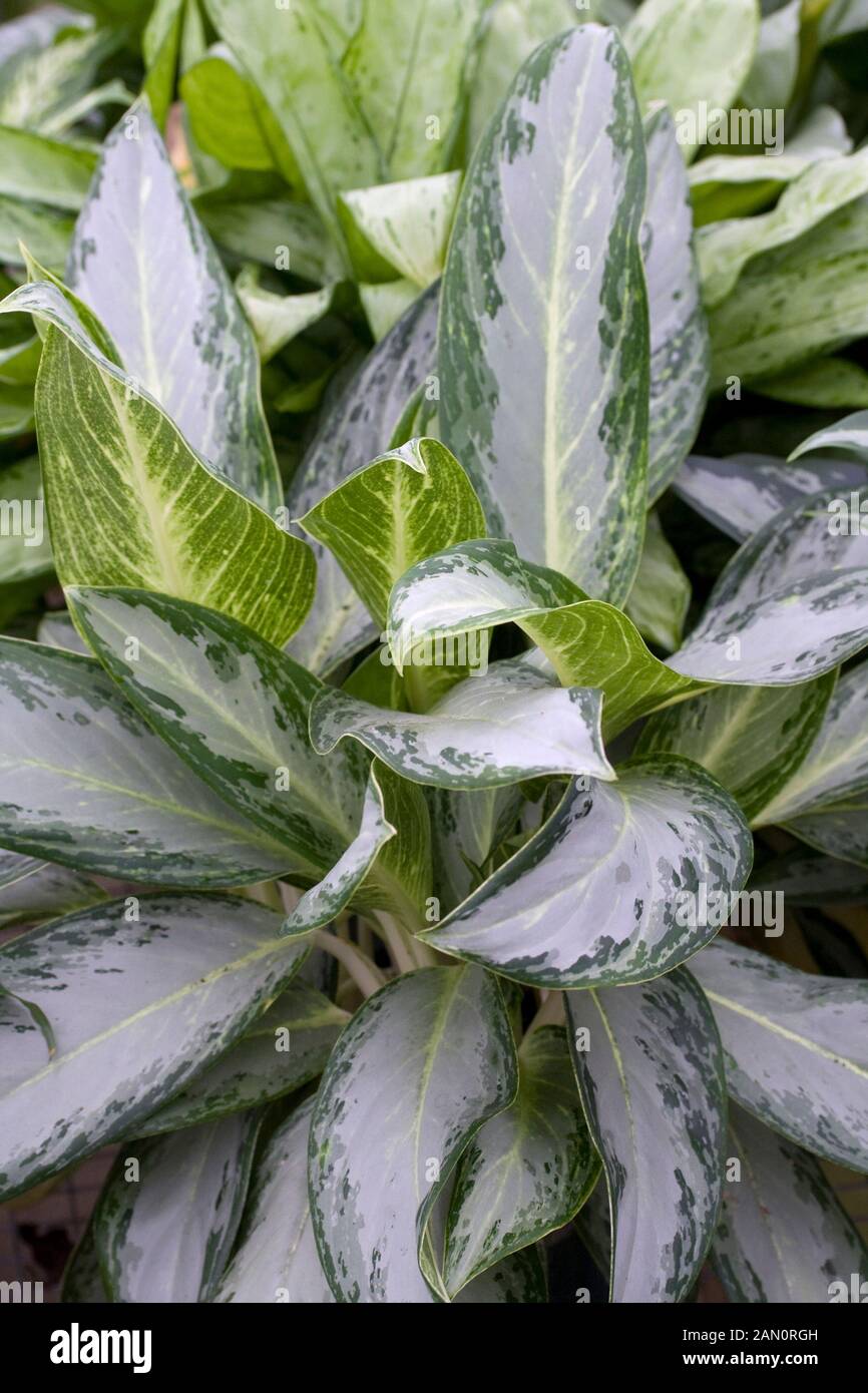 AGLAONEMA 'GOLDEN BAY' Stock Photo - Alamy