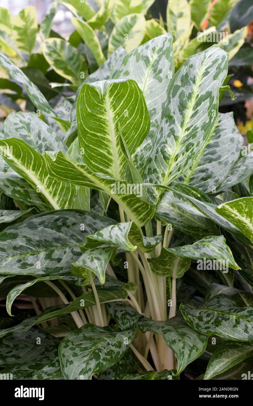 AGLAONEMA 'GOLDEN BAY' Stock Photo - Alamy