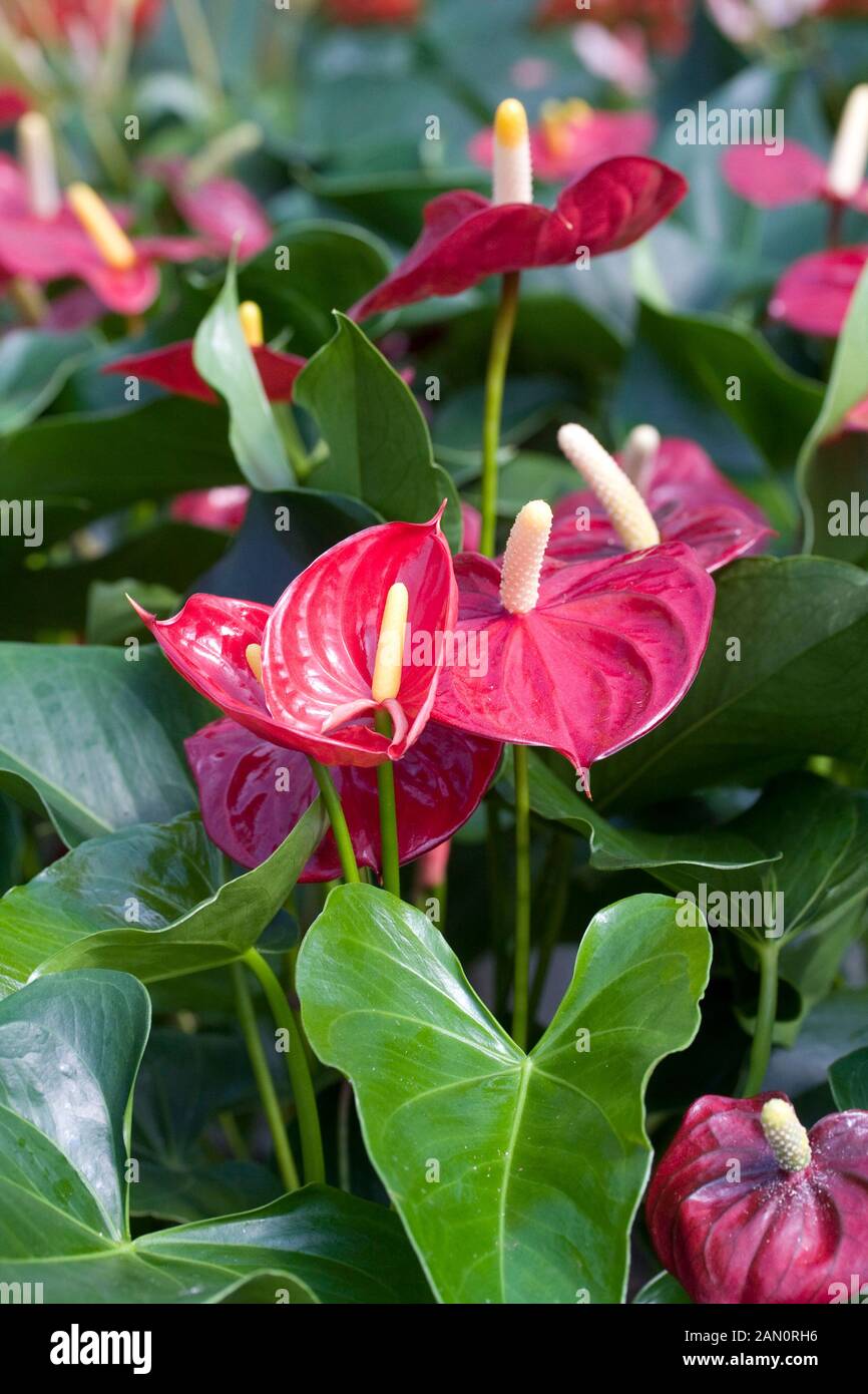 Faran hi-res stock photography and images - Alamy