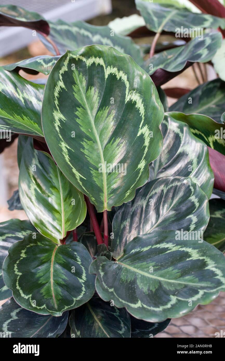 Calathea medallion hi-res stock photography and images - Alamy
