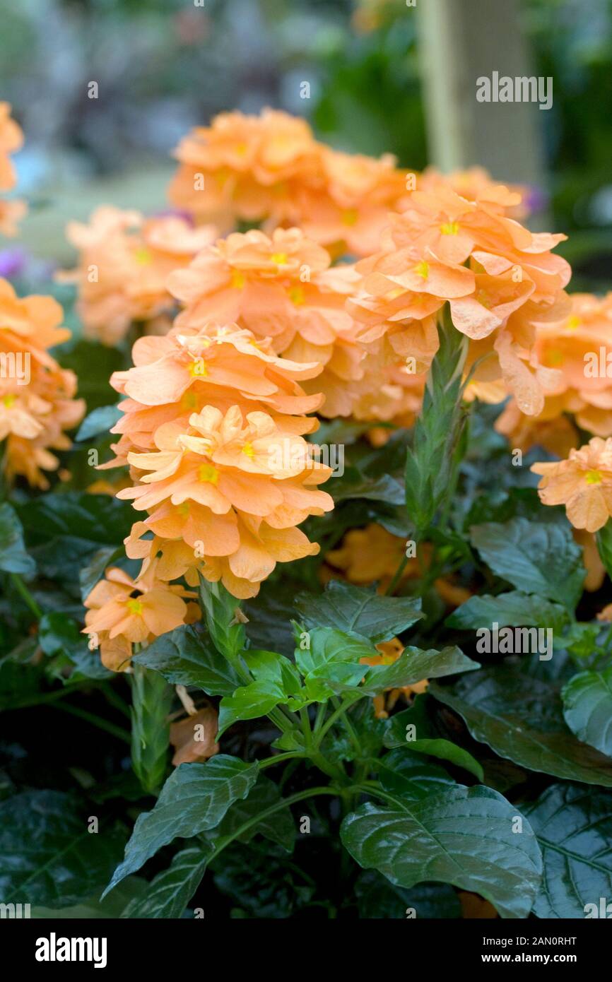 CROSSANDRA INFUNDIBULIFORMIS 'SUNDANCE' Stock Photo - Alamy