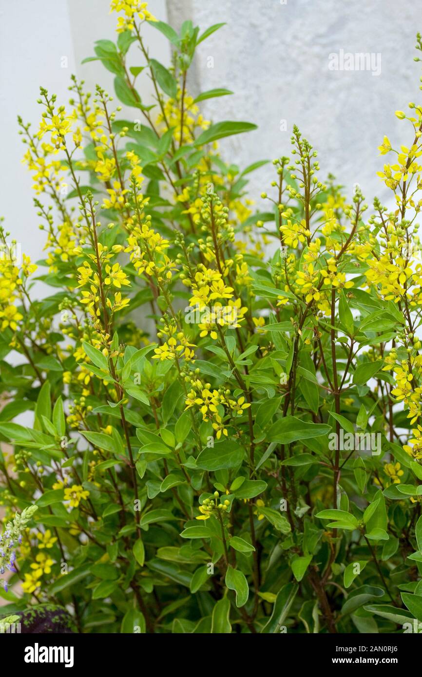 Galphimia thryallis glauca hi-res stock photography and images - Alamy