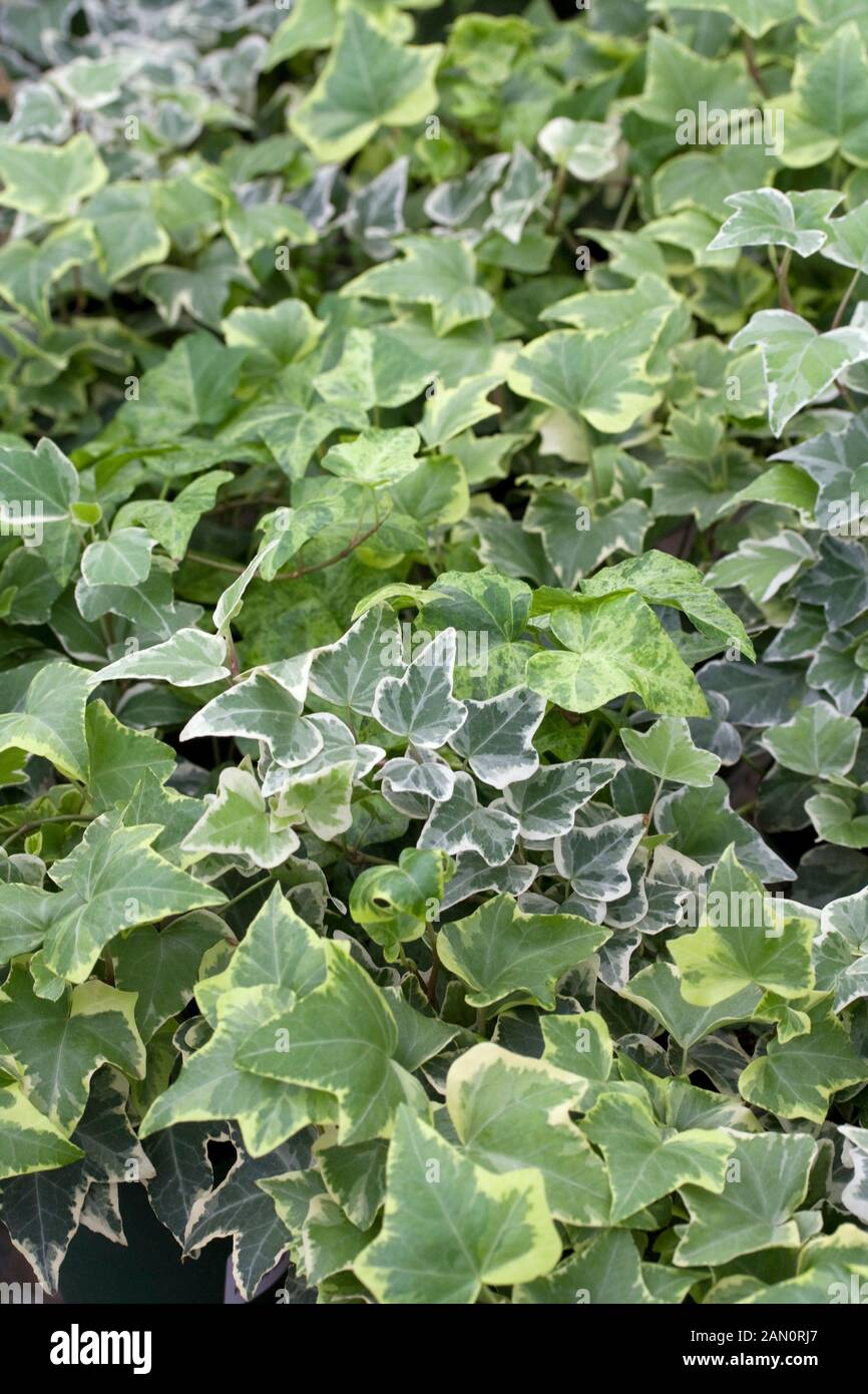 HEDERA HELIX MIX Stock Photo - Alamy
