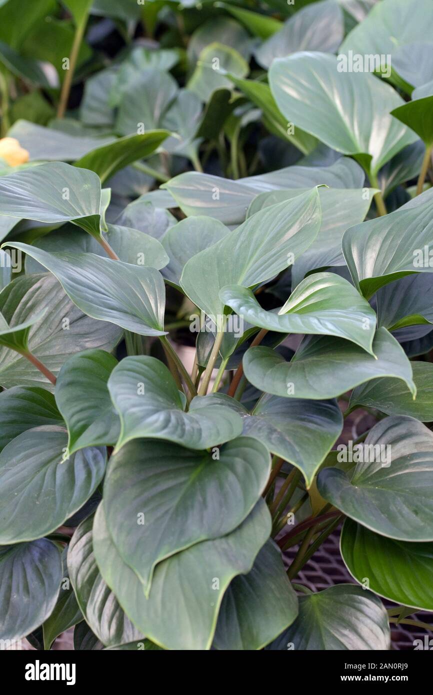 Homalomena hi-res stock photography and images - Alamy