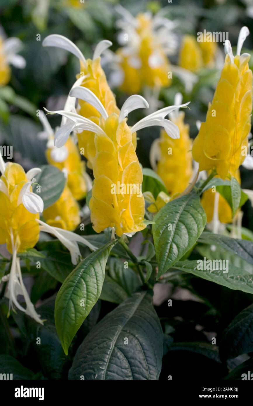 Pachystachys lutea flowers hi-res stock photography and images - Alamy