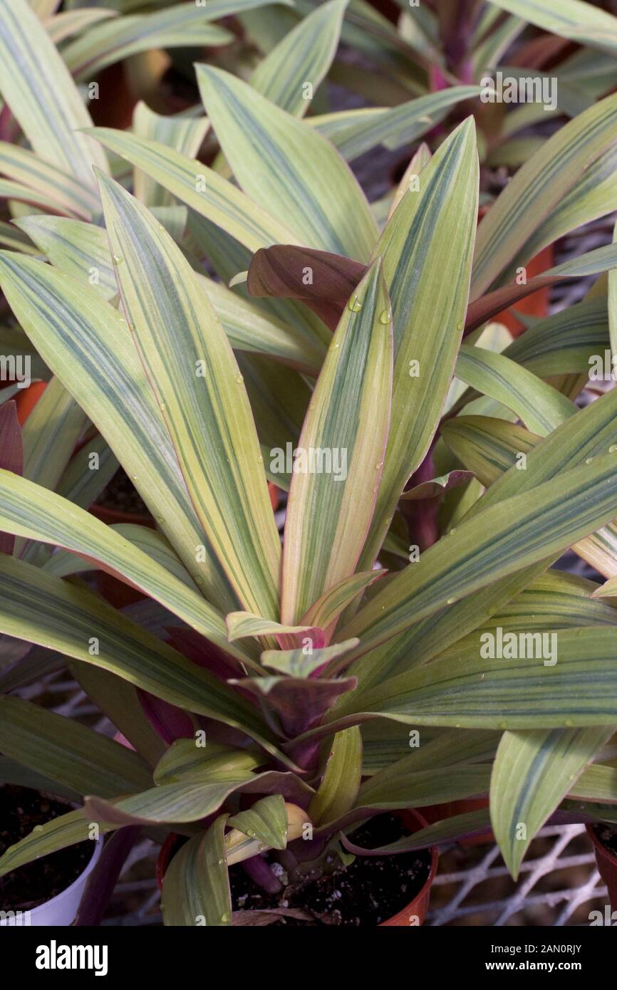 Spathacea hi-res stock photography and images - Alamy