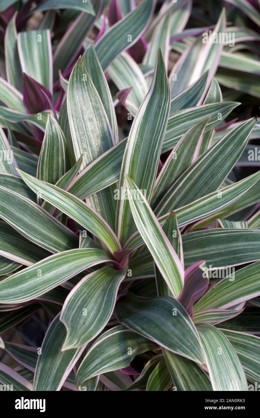 Spathacea hi-res stock photography and images - Alamy