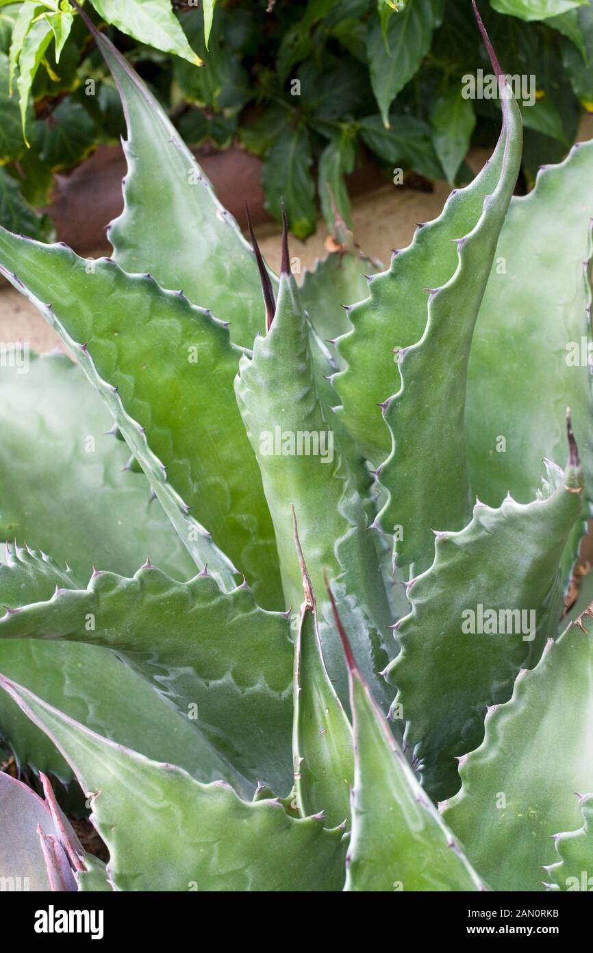 Jaws succulent hi-res stock photography and images - Alamy