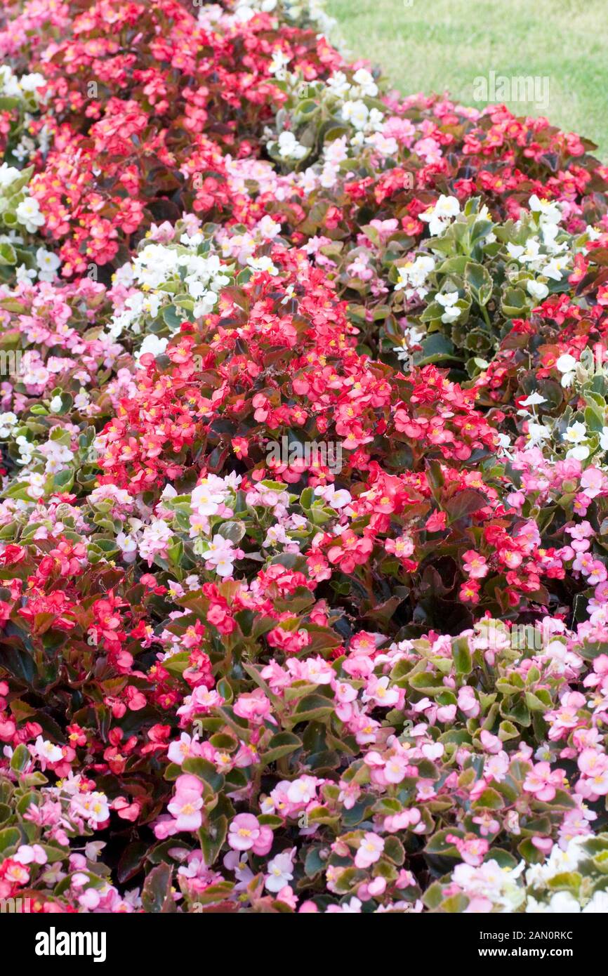 Bronze leaf begonia hi-res stock photography and images - Alamy