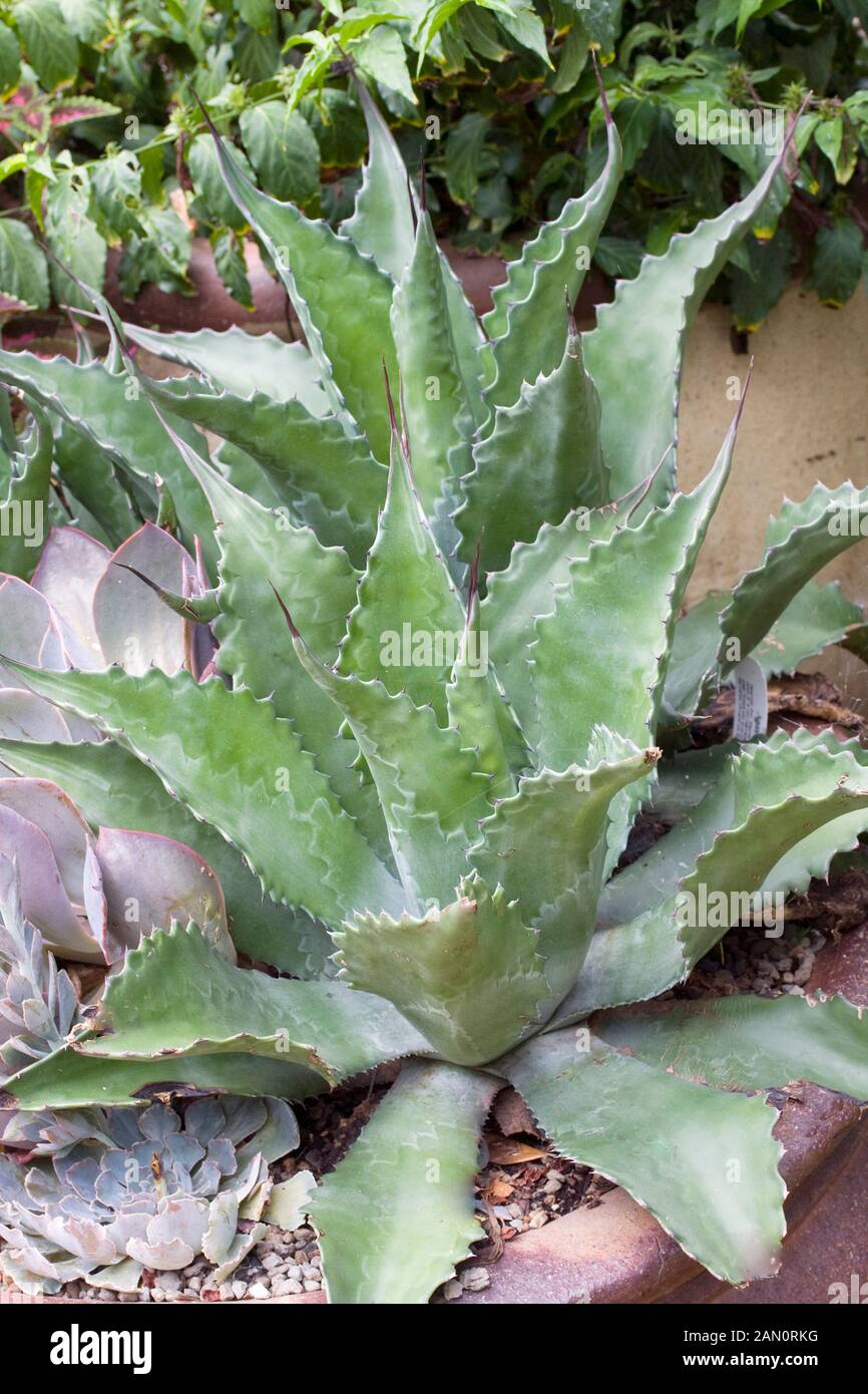 Jaws succulent hi-res stock photography and images - Alamy