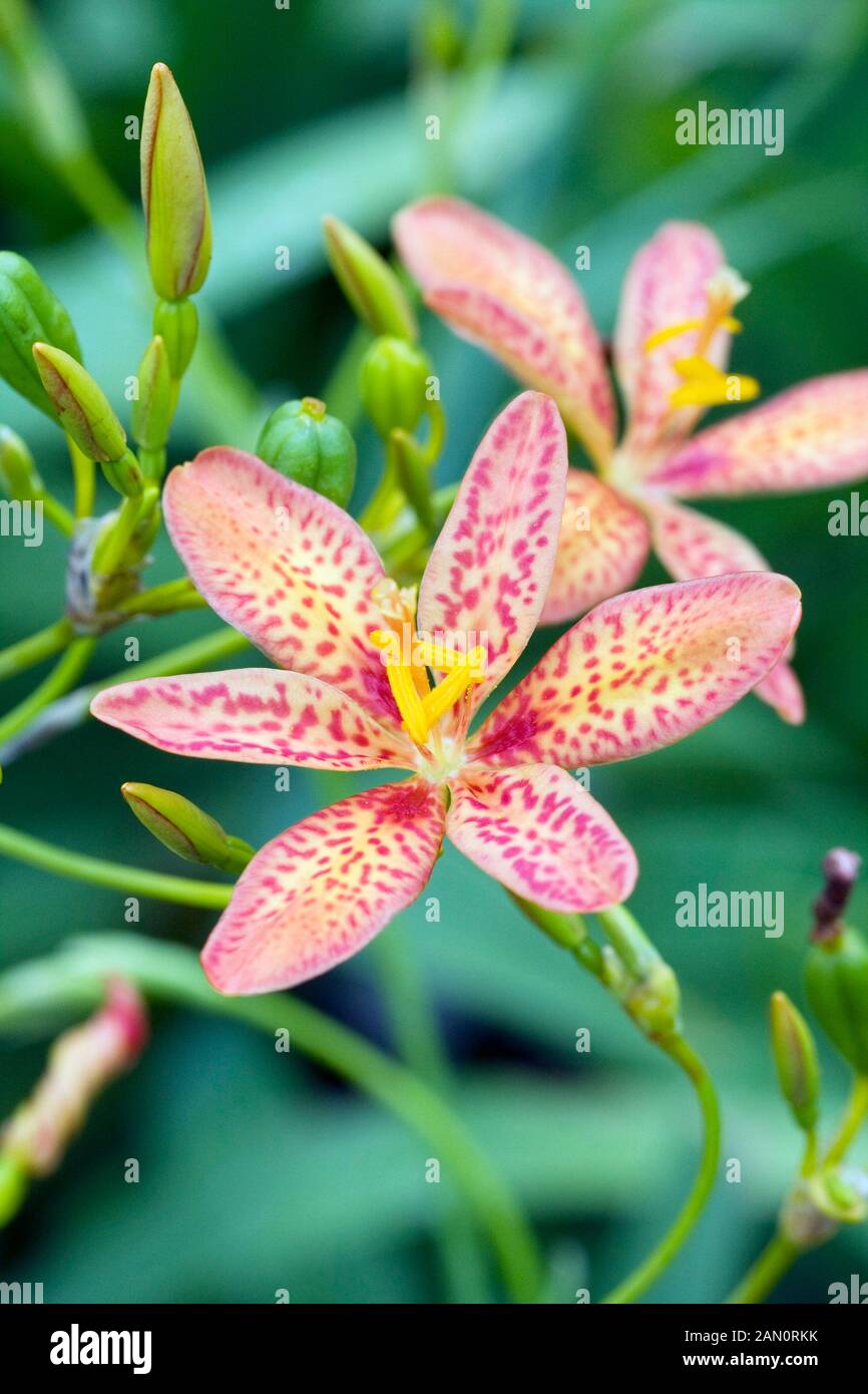 Belamcanda Chinensis High Resolution Stock Photography and Images - Alamy