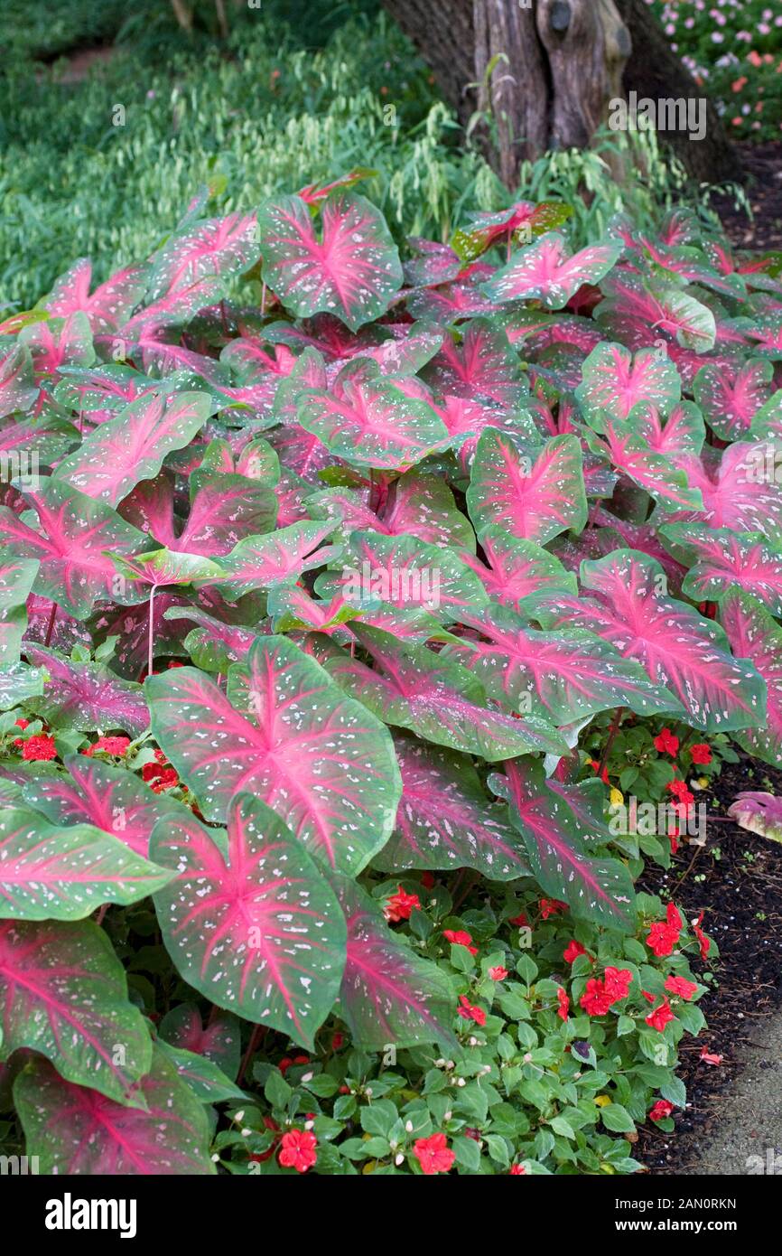 CALADIUM 'RED FLASH' Stock Photo - Alamy