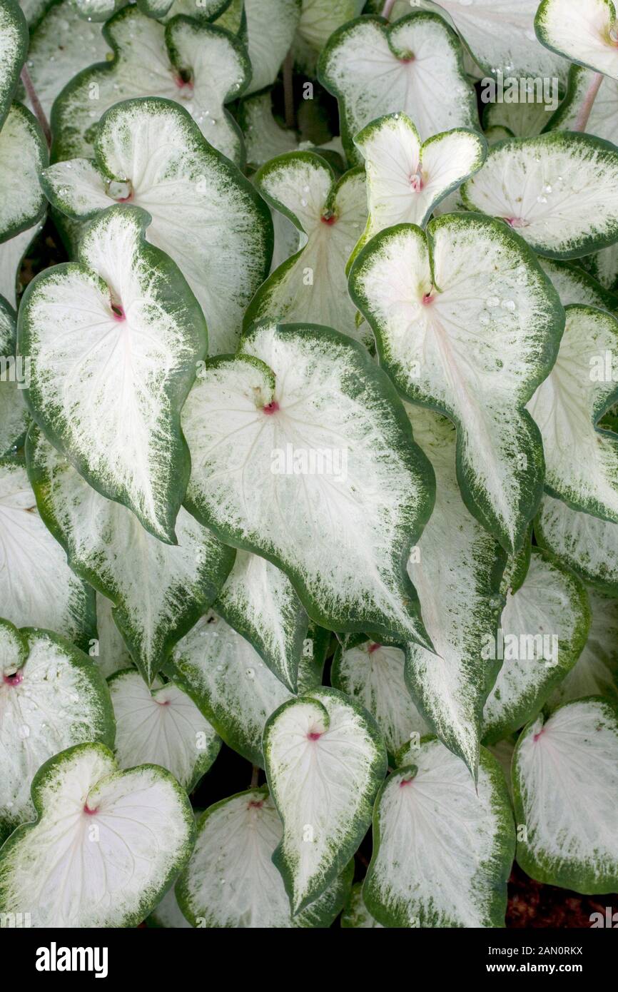 White caladium hi-res stock photography and images - Alamy
