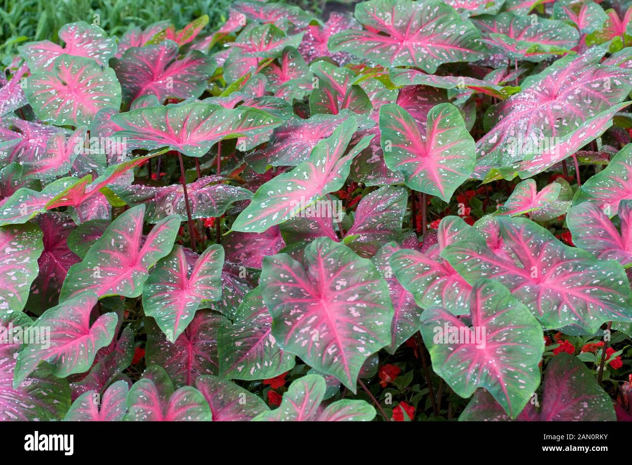 CALADIUM 'RED FLASH' Stock Photo - Alamy