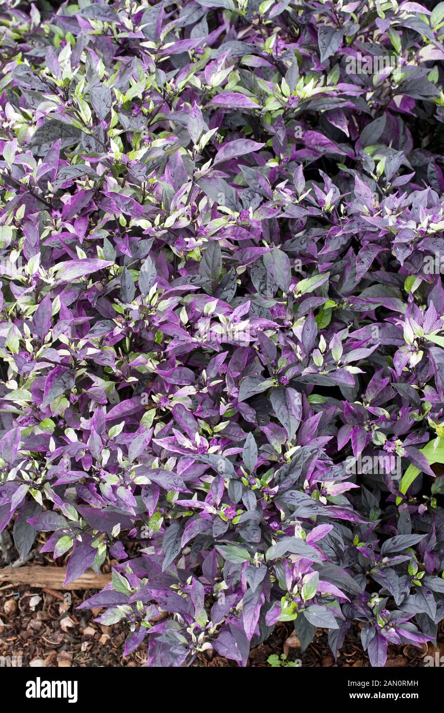 Purple flash hi-res stock photography and images - Alamy