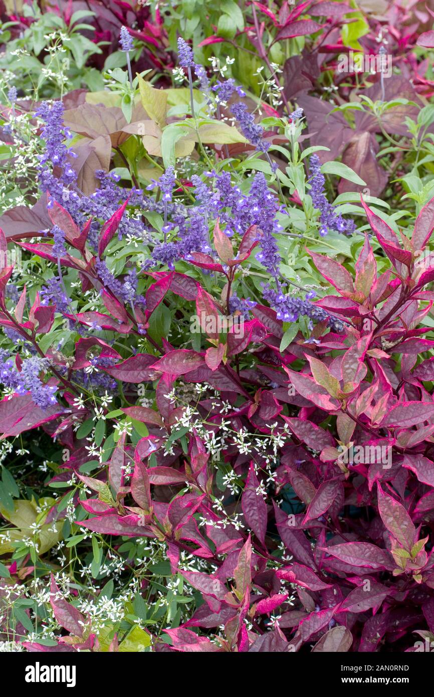 Althernanthera hi-res stock photography and images - Alamy