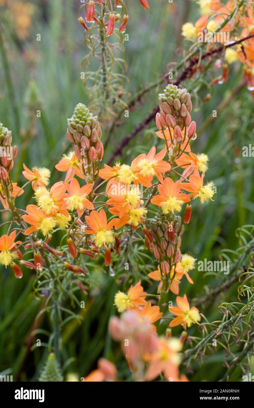 Bulbine High Resolution Stock Photography and Images - Alamy