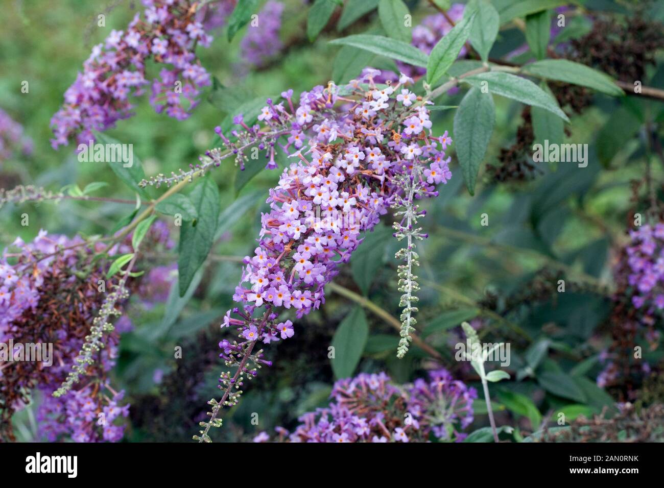 Buddleia summer hi-res stock photography and images - Alamy