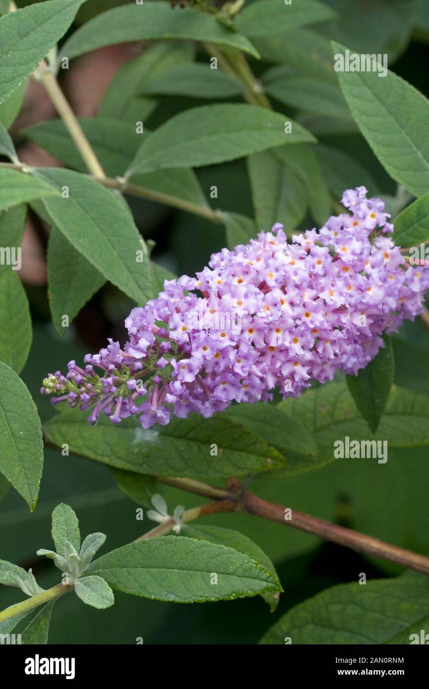 Buddleia davidii blue hi-res stock photography and images - Alamy