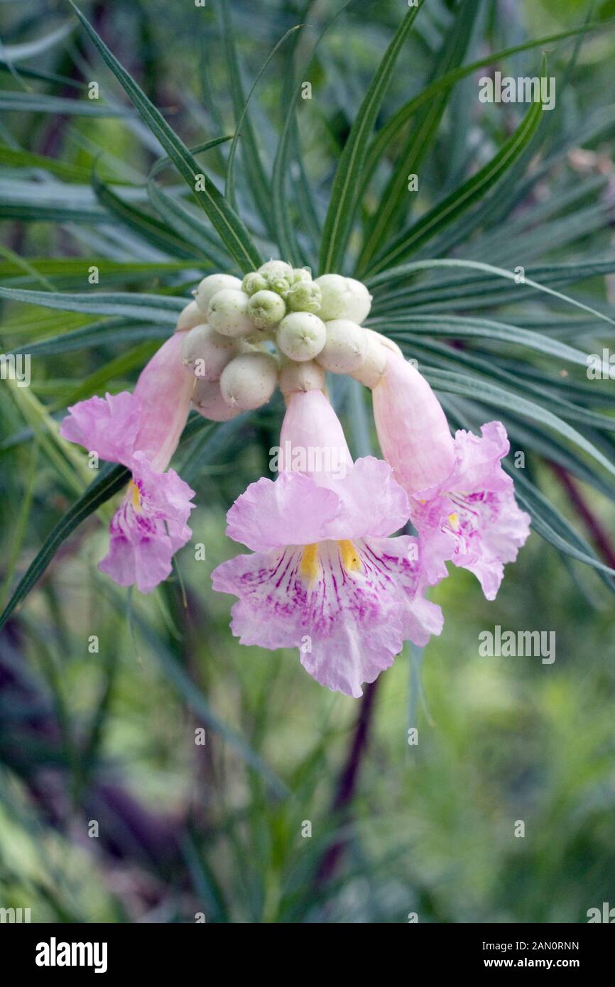 Desert willow chilopsis linearis hi-res stock photography and images ...